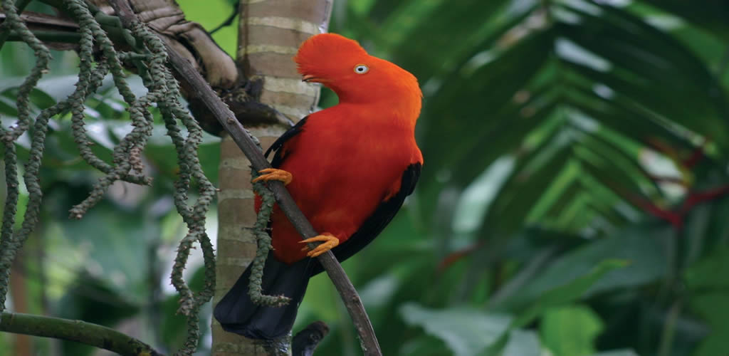 Bird Watching - Private Guide Peru